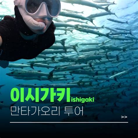 이시가키여행 만타가오리 스노클링 한인투어 프리다이빙 네이버 블로그