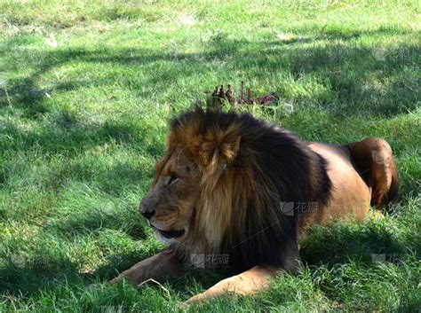 狮子雄性动物野生猫科动物美水平画幅巨大的户外骄傲危险自然