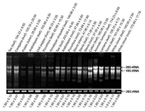 Activated Charcoal Mediated RNA Extraction Method For OFF