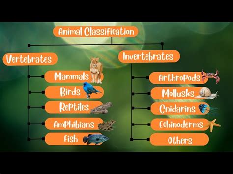 Invertebrates Classification Chart Invertebrates Classification Chart