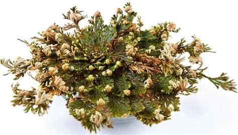 Rose Of Jericho Spiritual Meaning Usage And Care Tips