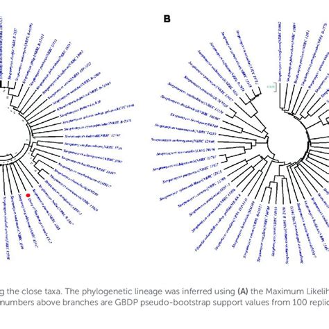 Isolation And Morphological Observation Of Streptomyces Spp A