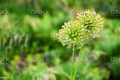 녹색 흐린 보케 배경에 두 개의 큰 둥근 장식 꽃 양파 노란색 꽃 닫아 알리움 Cristophii 또는 Allium Giganteum 장식 식물 꽃에 아름다운 민들레 꽃