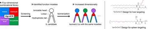 A Multidimensional Approach To Modulating Ionizable Lipids For High‐performing And Organ