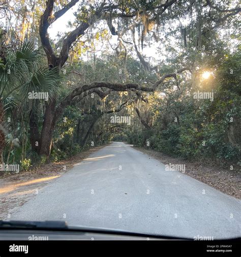 Driving Through A Tree Tunnel In Northeast Florida Stock Photo Alamy