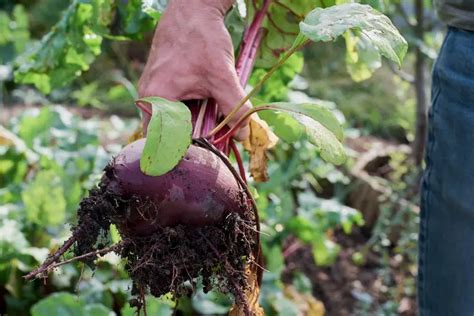 Beets Vs Beetroot Are They The Same Thing