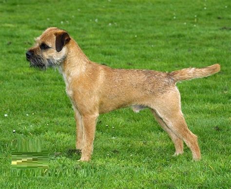 Border Terrier Pictures Information Temperament Characteristics