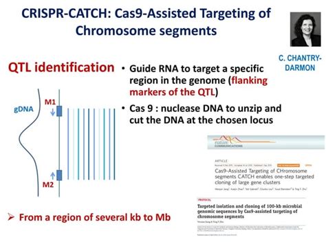 Toward A Better Understanding Of Plant Genome Structure Combining Ngs