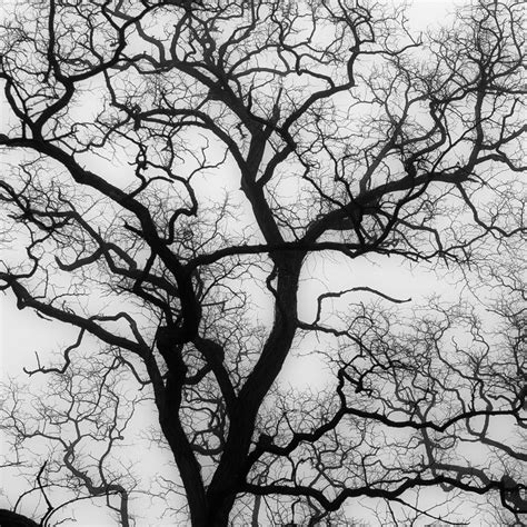 Fractals In Trees 006 Tree Textures Tree Photography Fractals