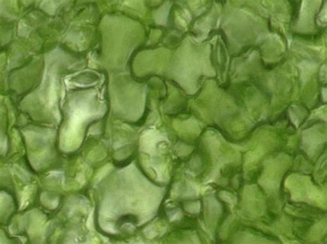 stomata 2 object detection dataset by chycapsella