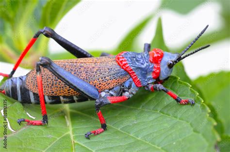 Grasshopper Predators