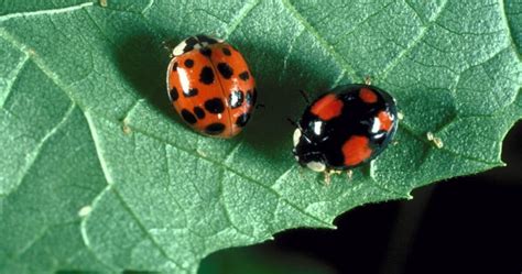 The Difference Between Good Ladybugs And Bad Ladybugs Garden Ditch