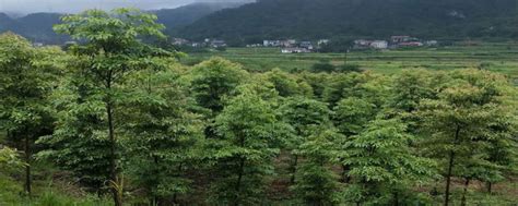 金丝楠木适合哪里种植 种植技术 中国花木网
