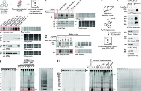 Knockout And Inhibition Of Cathepsin D In Cellulo And In Purified Mouse