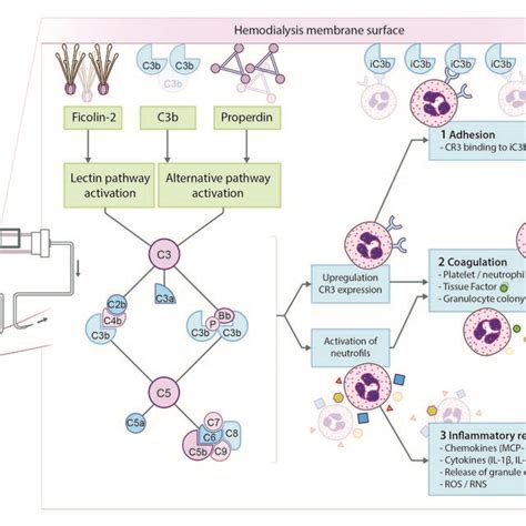 The Complement System Concept Map Map