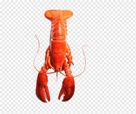 Lagosta Americana Homarus Gammarus Palinurus Elephas Astacoidea Frutos Do Mar Lagosta Vermelha