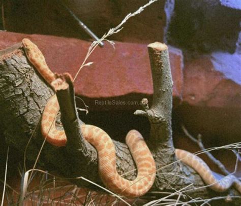 Ray Line Albino Stimsons Python Au Reptile Classifieds
