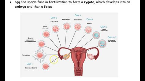 Reproductive Hormones Table