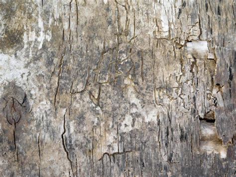 Tree Trunk Texture 42530182 Stock Photo At Vecteezy