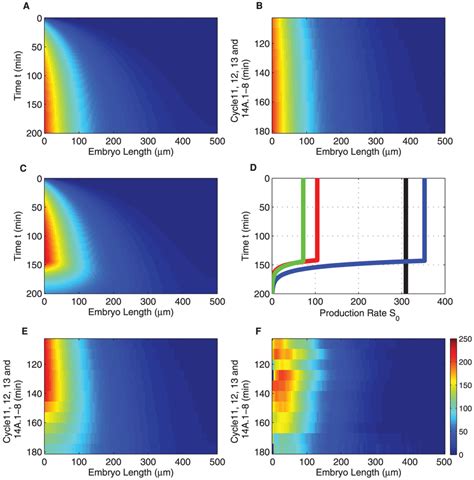 Spatio Temporal Profiles Of Bicoid And Regulated Anterior Mrna Profiles Download Scientific