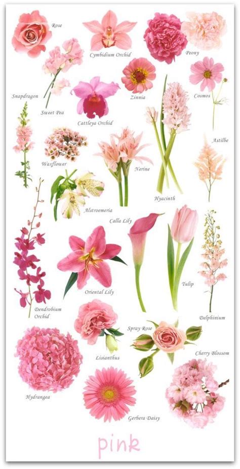 Types Of Pink Flowers