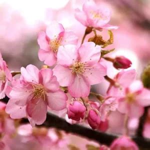 河津桜とは 河津桜まつり情報局