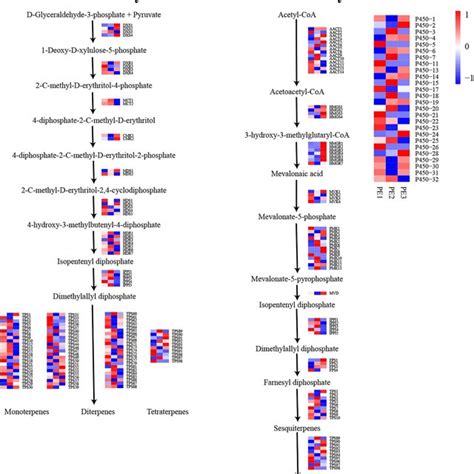 Resin Biosynthesis Via Mep And Mva Pathways In P Elliottii Expression