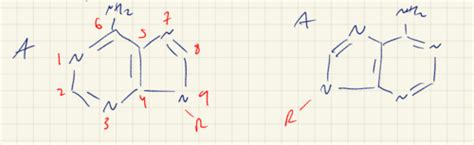 Dna Flashcards Quizlet