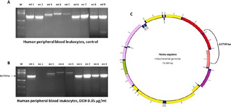 Figure 1 From Analysis Of Doxorubicin Induced Mitochondrial Dna