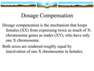 Sex Determination Ppt