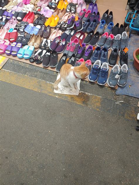 고양이 한마리 만원 자유 에펨코리아