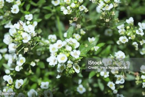 꽃이 피는 흰색 향기로운 꽃밭 공원 정원에서 큰 부시를 성장 0명에 대한 스톡 사진 및 기타 이미지 0명 꽃 식물 꽃잎 Istock