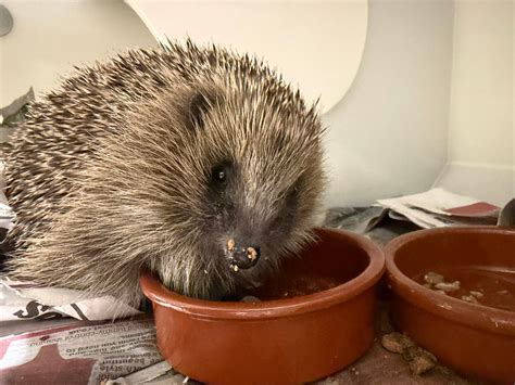 Brockworth Hedgehog Rescue Brockworth Hedgehog Rescue