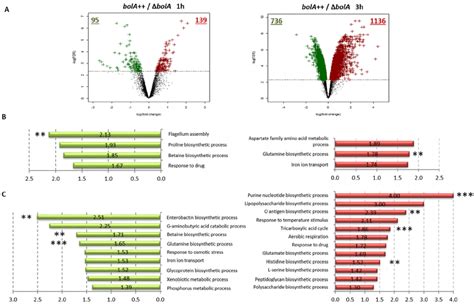 Classification And Graphical Representation Of The Transcriptome Assay Download Scientific