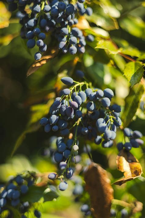 가지 건강 과일 관목 광합성 나뭇잎 녹색 녹지 농업 다채로운 레드베리 먹을 수 있는 베리 식물 베리 클러스터 베리류 분지 비타민 설득력이없는