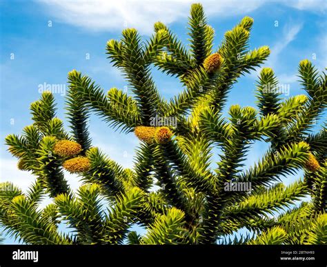 Monkey Puzzle Tree Araucaria Araucana Is A Garden Tree It Is Dioecious With Trees Being Either