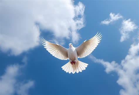 Dove Flying Away Png