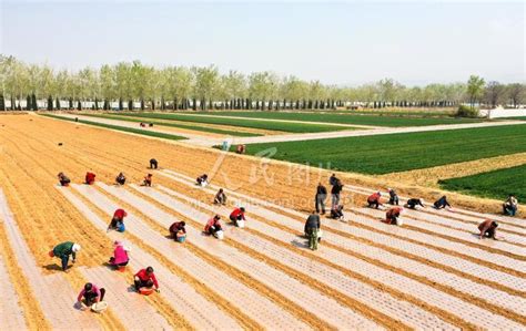 山西夏县：抢“墒机”种地黄 人民图片网