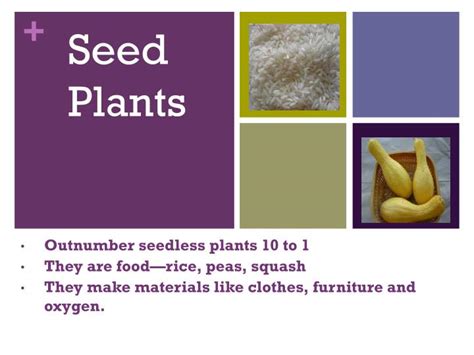 PPT Seed Plants PowerPoint Presentation Free Download ID