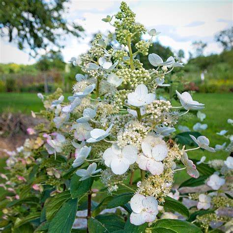 Hydrangea Paniculata Tardiva Urban Jungle Plant Nursery