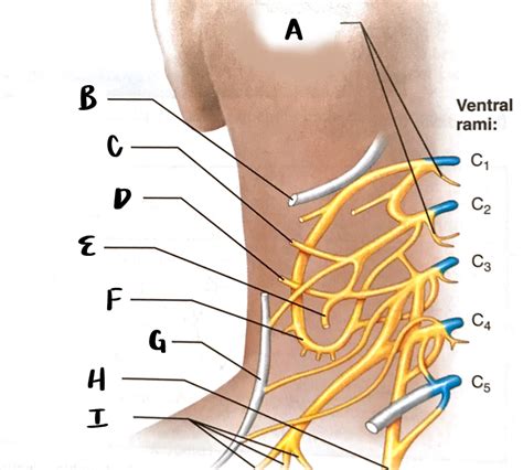 Anatomy Of The Cranial Plexus Diagram Quizlet