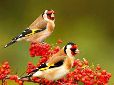 Beautiful Birds Hd Wallpapers Top Free Beautiful Birds Hd Backgrounds