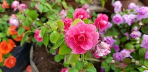 Flower I මල් ගැන 01 කොටස කූඩලු පොකුරු කූඩලු