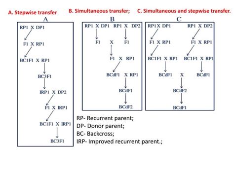 Backcross Breeding Method Pptx