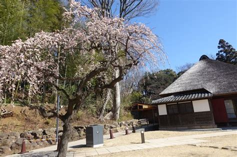 馬場花木園の梅 2025年の見頃と現在の開花状況は 歩いてみたブログ
