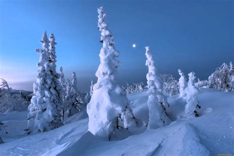 Обои Природа Зима обои для рабочего стола фотографии природа зима деревья склон снег Обои