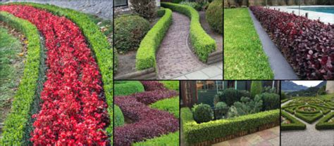 Създаване на жив плет Видове растения Zi Design