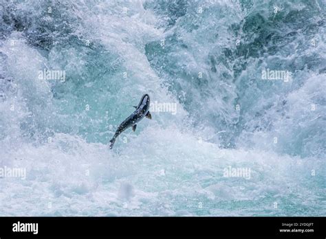 A Migrating Pacific Salmon Leaping Through Turbulent White Water At The Base Of A Waterfall