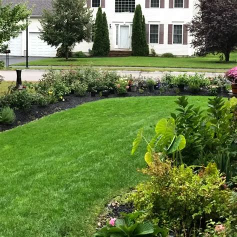 🌱 Four Seasons Evergreen Dwarf Grass Seed Create Your Perfect Lawn