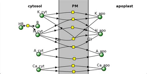 Biomodel 225440511 VCell Modeling Analysis Software
